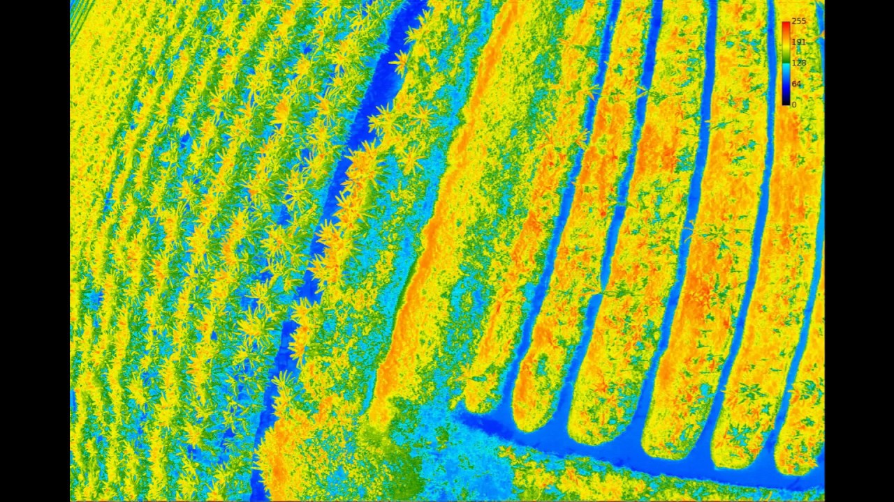 Plant Health Monitoring-NDVI Index - YouTube