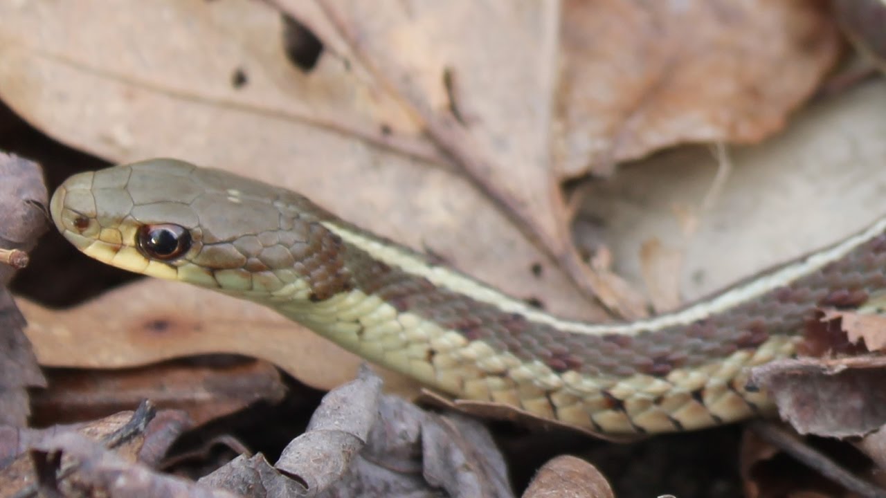 Surrounded by Garter Snakes. Herping 2017. - YouTube