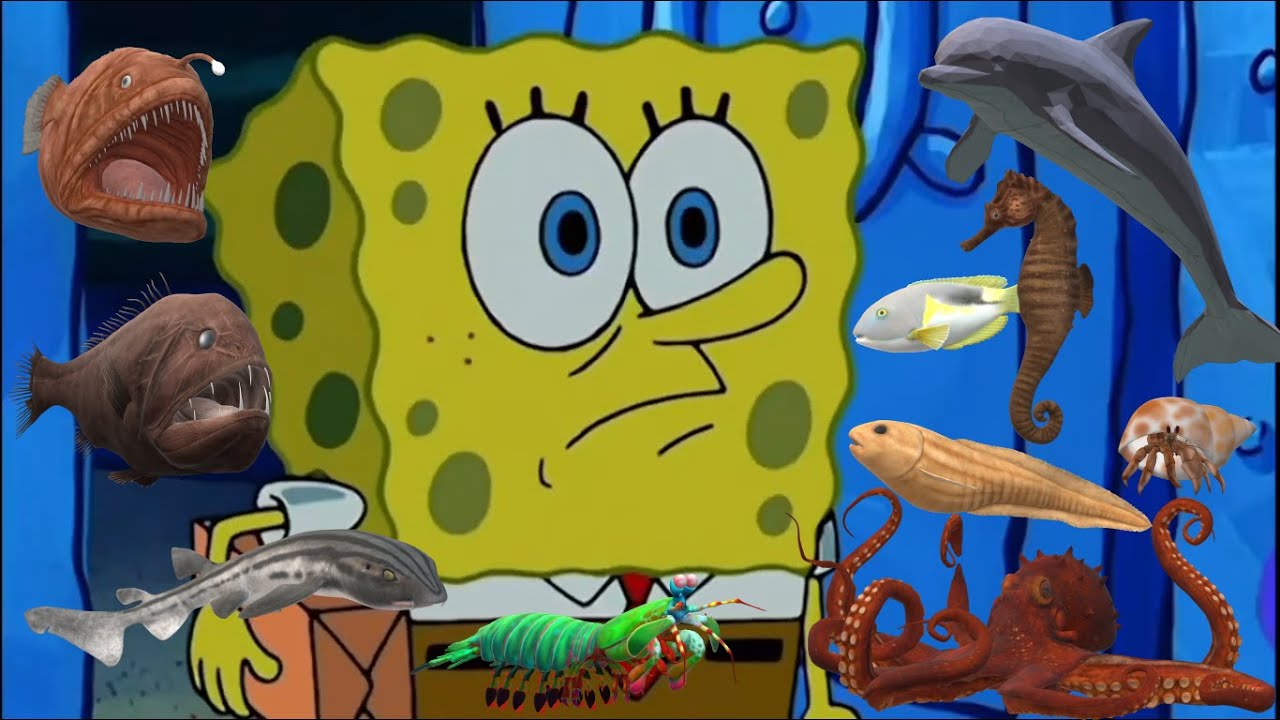YTP SpongeBob’s Essay Is A** - YouTube