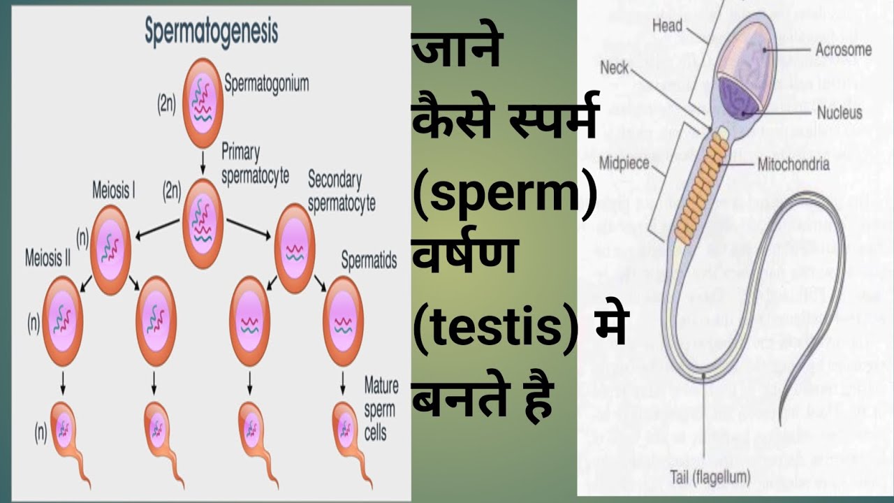 spermatogenesis for class 12 - YouTube