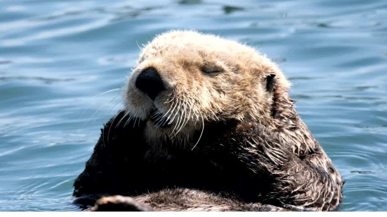 16 Minute Otter Watching Escape! - YouTube