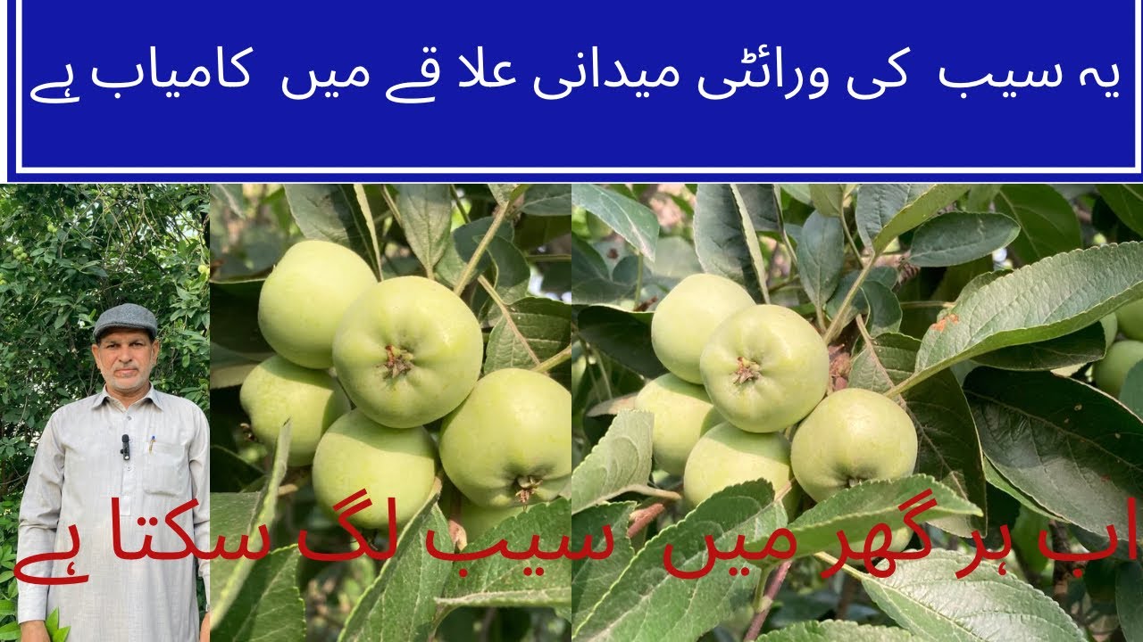 Apple cultivation in High Temperature Zones of Pakistan پاکستان کے گرم ...