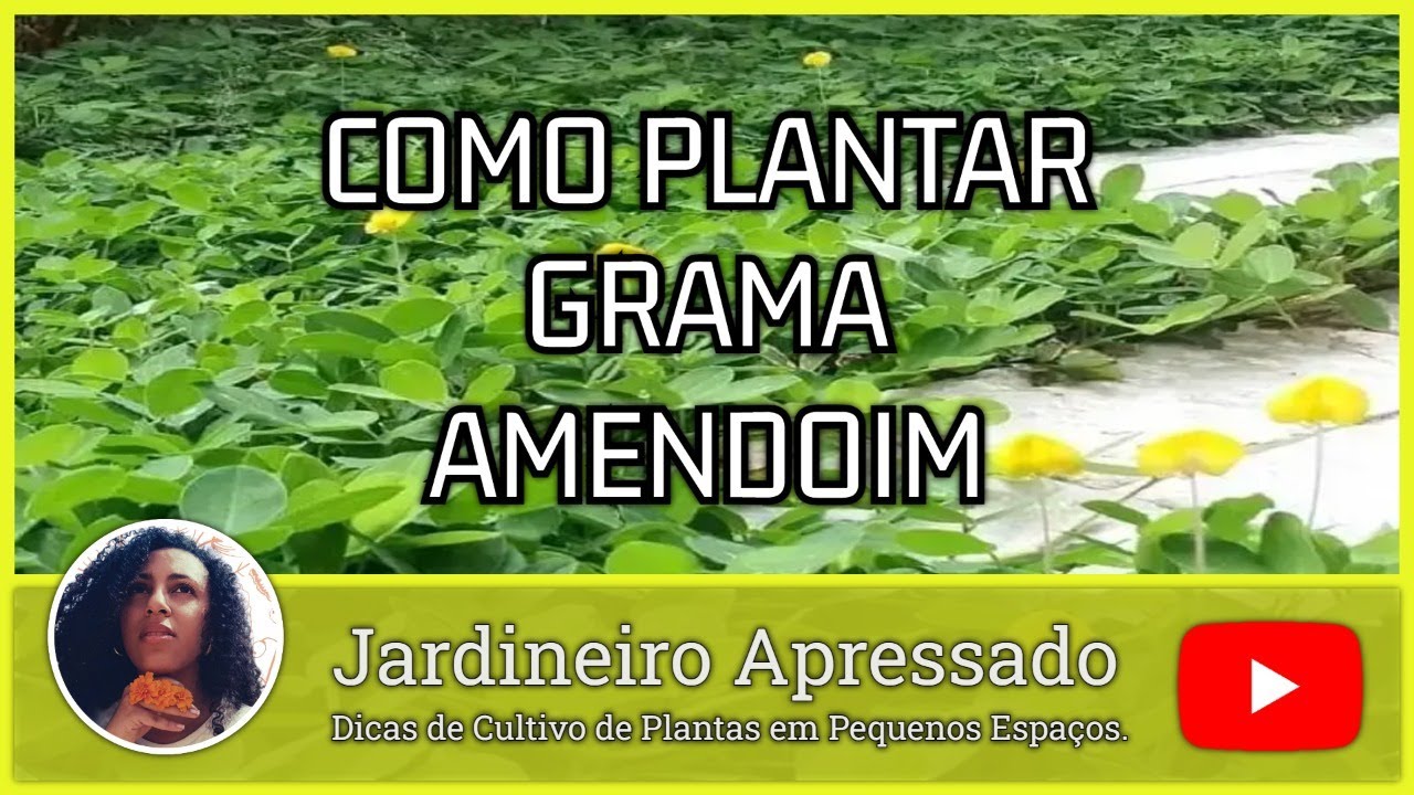 Como Fazer Mudas de Grama Amendoim - YouTube