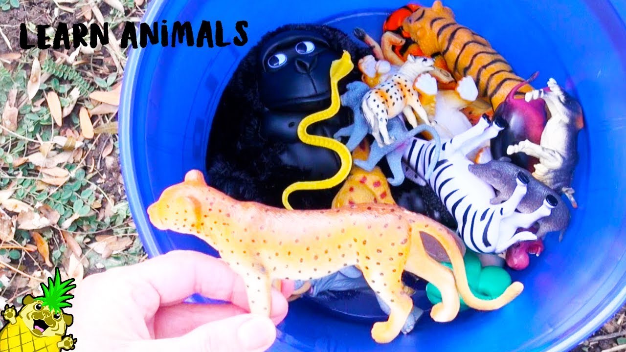 Learn Jungle Animals and Colors in a Big Blue Dry Bucket by Puggy ...