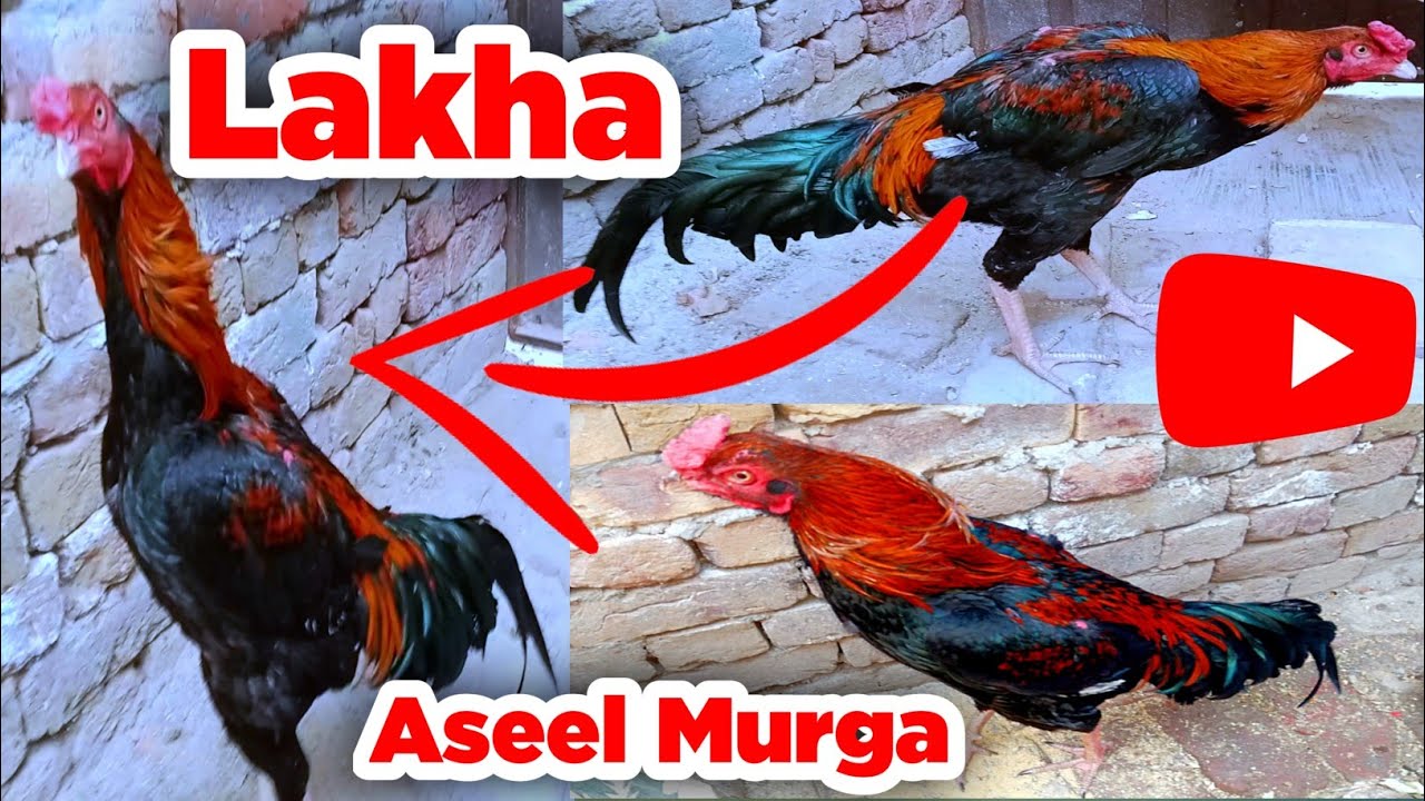 Lakha Aseel Murga|Lakha Aseel Ki Pehchan|pakistani aseel murga|Waqar ...