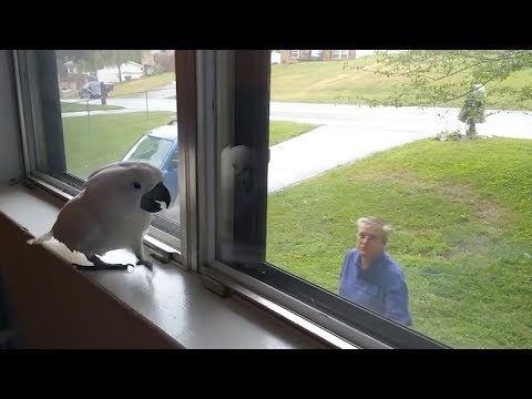 Der Mann kommt von der Arbeit nach Hause und der Kakadu kann seine Freude nicht verbergen!