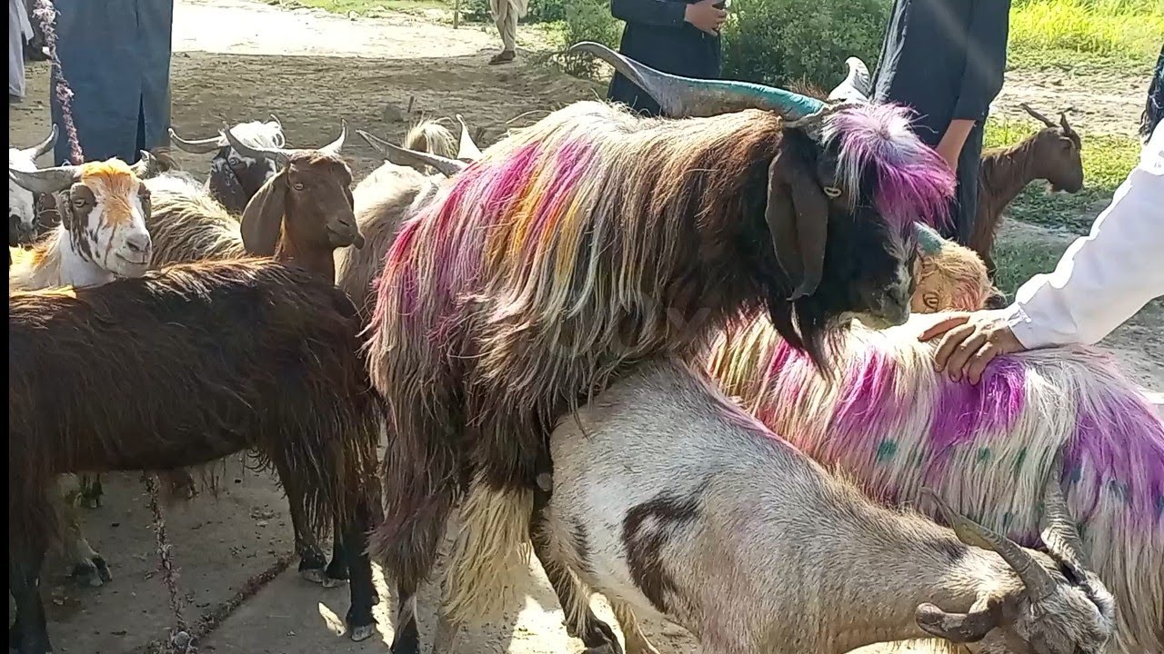 Pahari bakra mandi 2025 new update rate dera Ismail khan mandi Eid ...