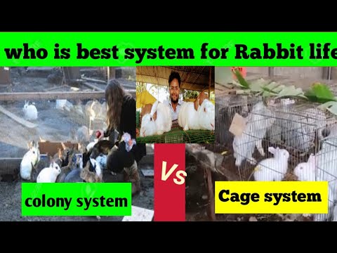 Rabbit cage & colony system - YouTube