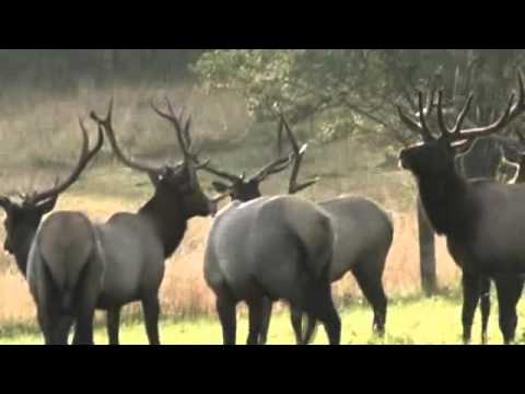 SEQUIM ELK Sequim WA. - YouTube