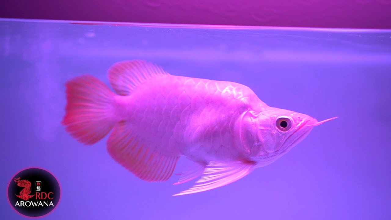 King Parrot SR arowana 20cm - YouTube