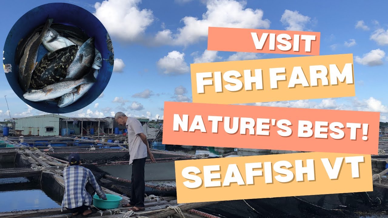 Exploring a Stunning Grouper & Barramundi Fish Farm – Nature's Best ...