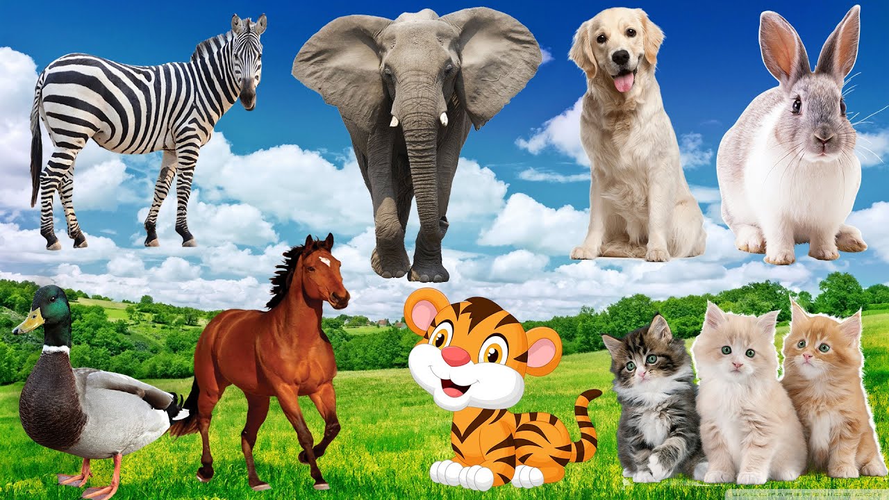 Interesting animal sounds around us, the cutest animals in the world ...