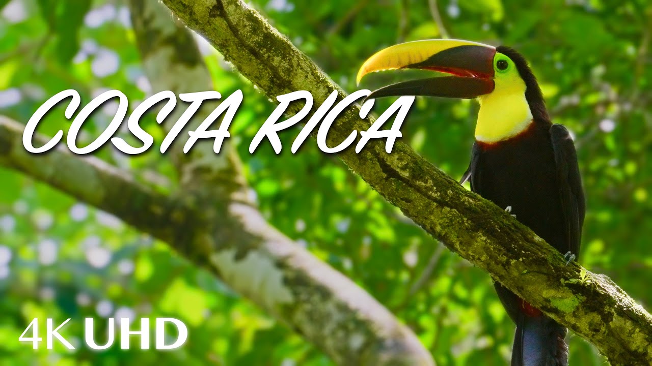 COSTA RICA: Nature and Wildlife - 4K, 60fps - YouTube