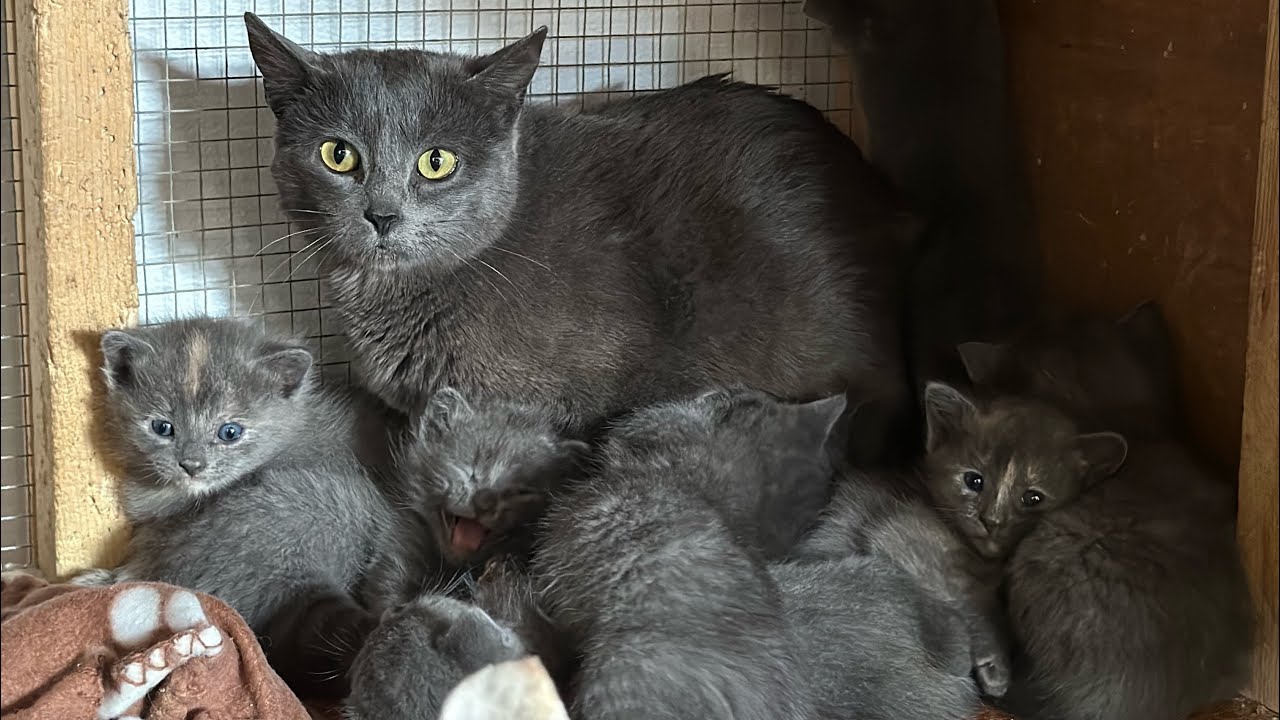 7 little babies born to a feral mama, who’s baby making days are over ...