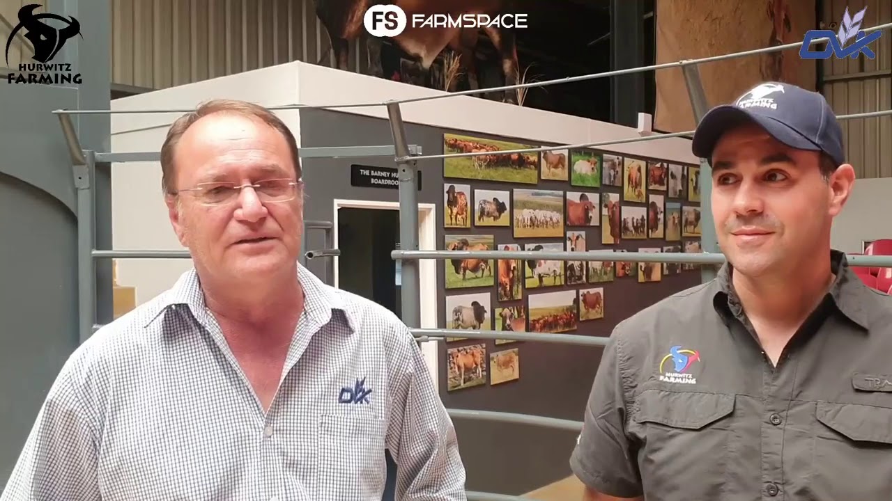 OVK en Simeon Hurwitz oor bemarking in die stoetbedryf. - YouTube