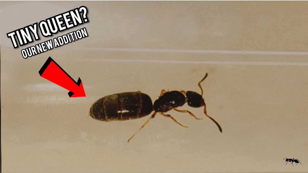 Pygmy ants: These QUEEN ANTS are so TINY! | The first days of our new ...