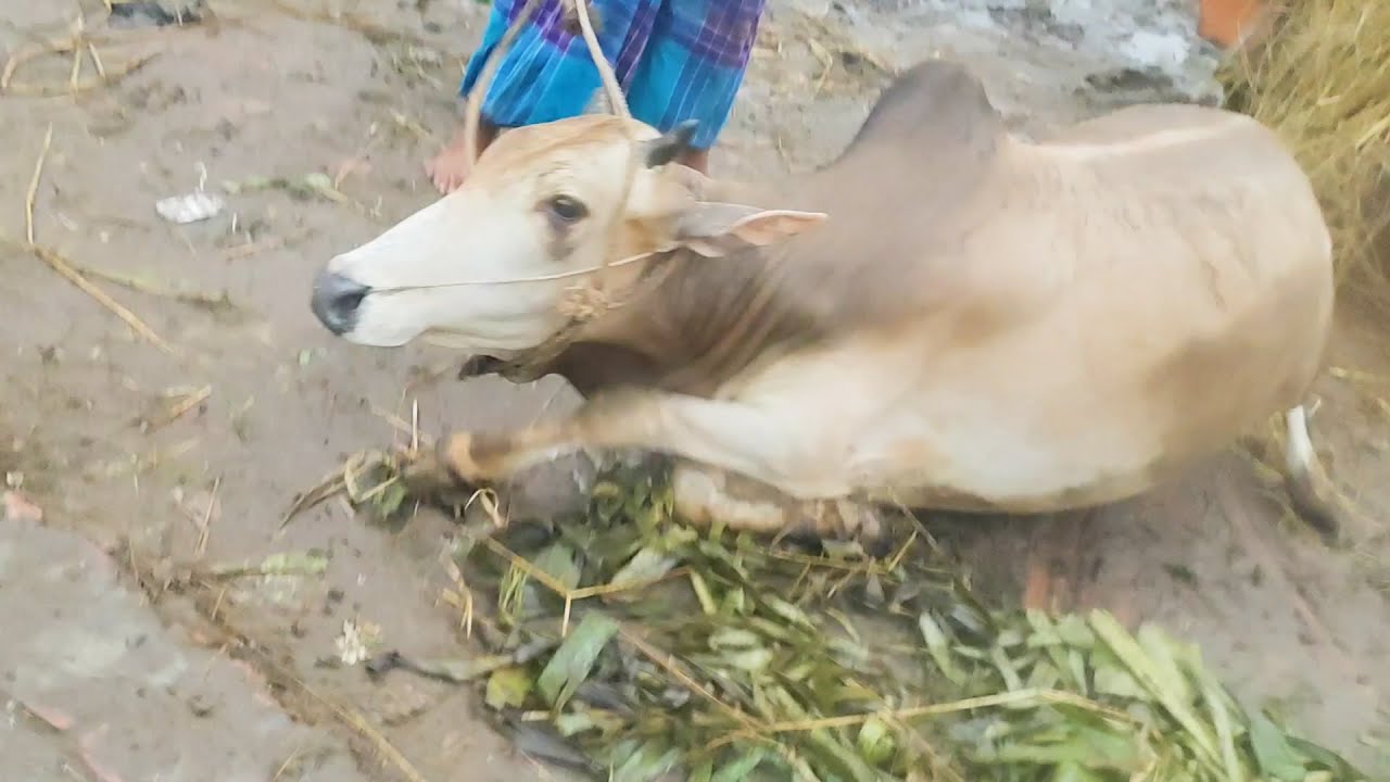 goru hamba cow,unloading from truck cow videos, cow unloading, big cow ...