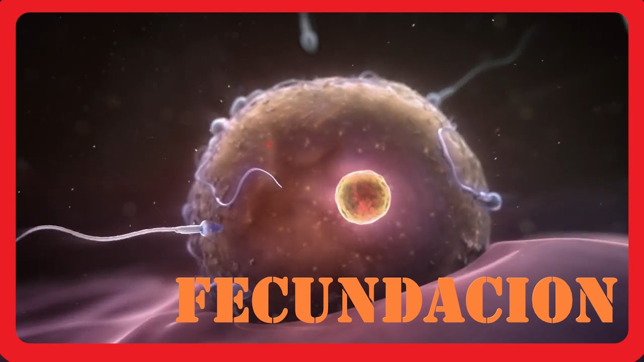 Como se forma un bebe | Fecundacion | Animado | Explicacion - YouTube