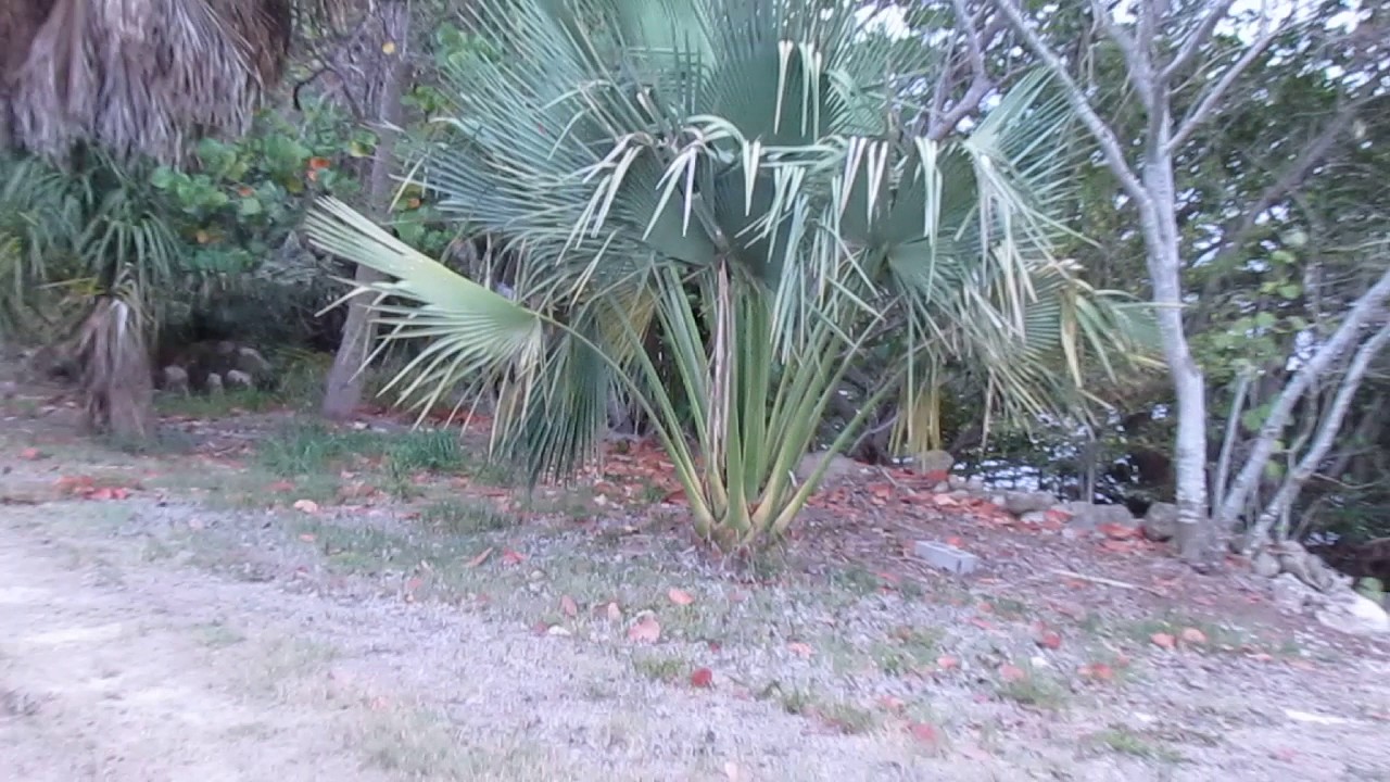 Copernicia gigas - The Giant Yarey Palm, One of Cuba's Giants! - YouTube