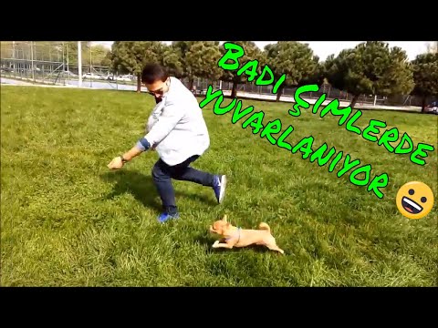 Badi Güzel Havanın Keyfini Çimlerde Koşarak Çıkarttı (Chihuahua Buddy)