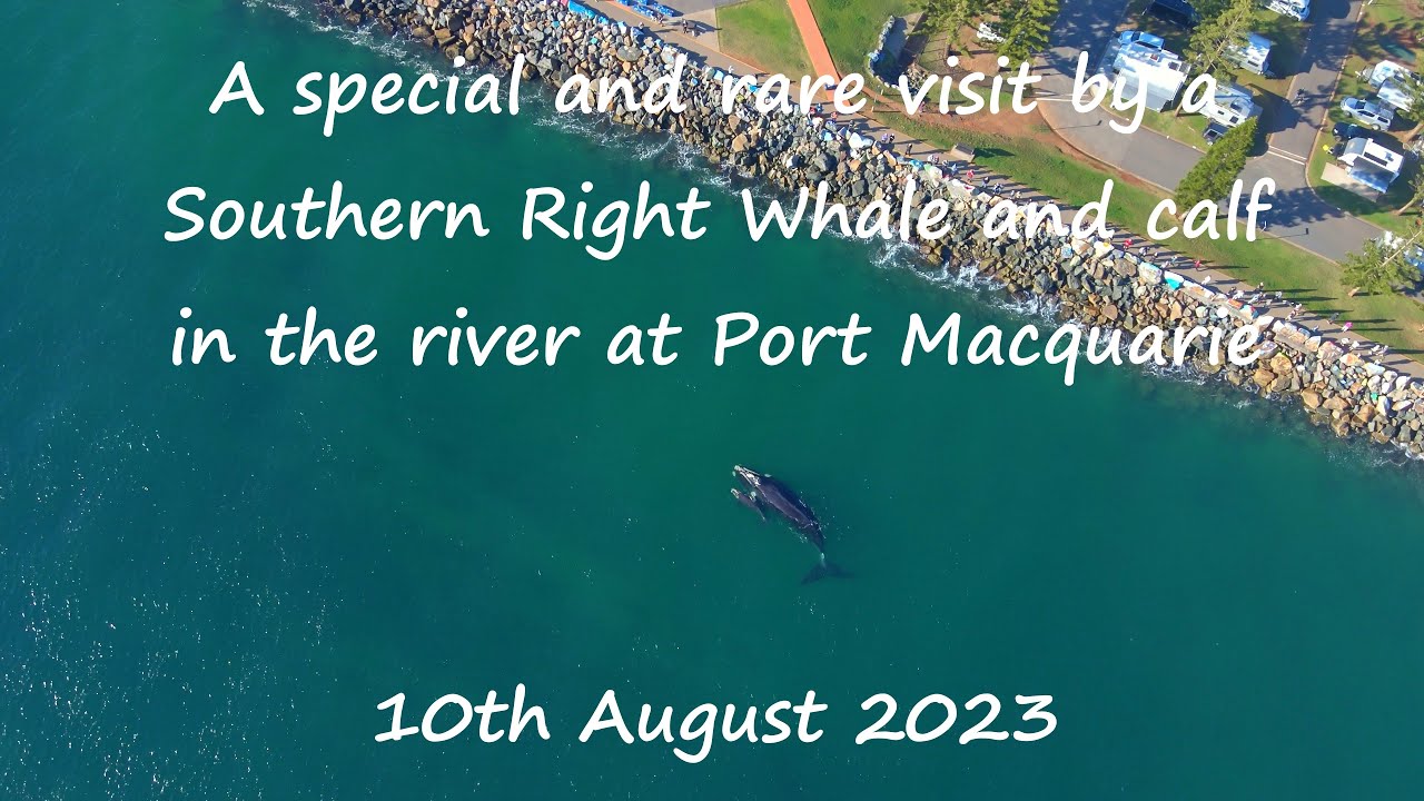 Rare and special visit of a Southern Right Whale and calf at Port ...
