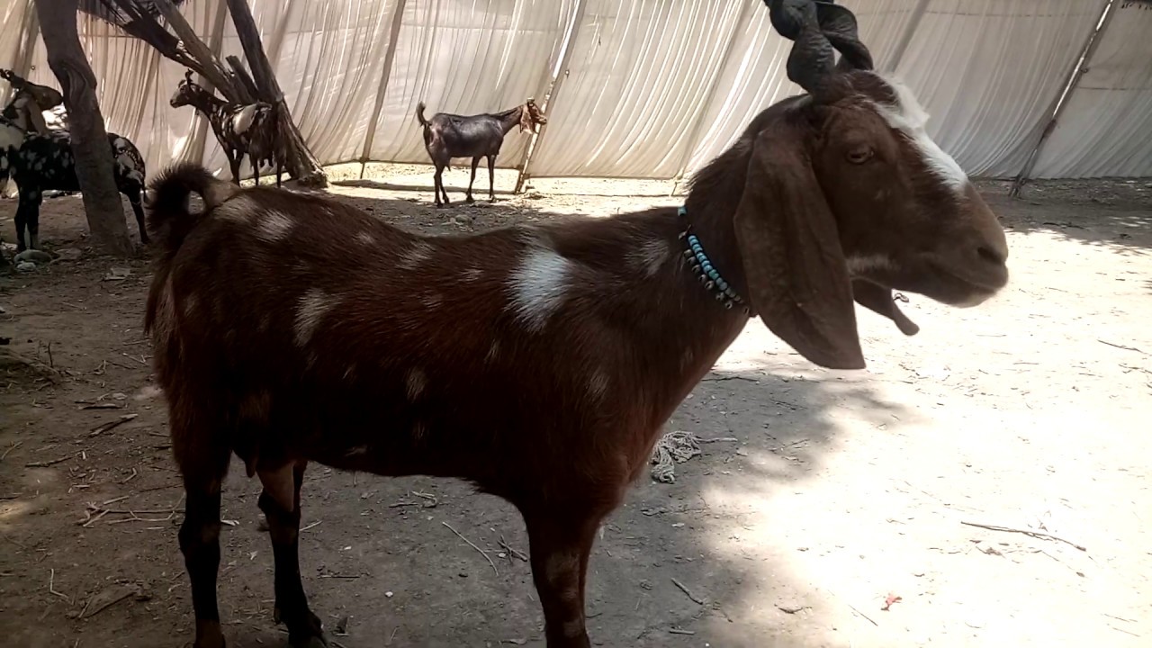 Horns at their best damani goats| bakra mandi pakistan dera ismail khan ...