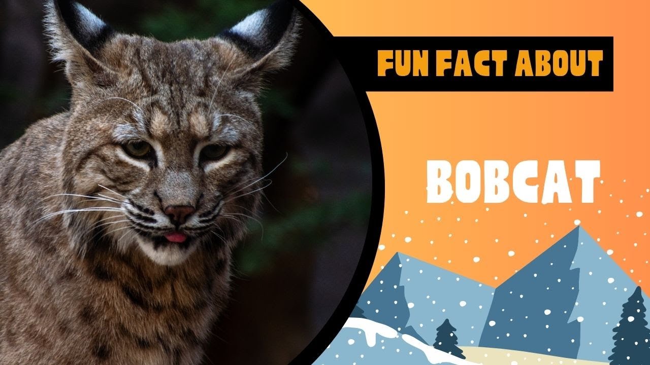 Fun Facts About Bobcats | Uncover the Secrets of These Mysterious ...