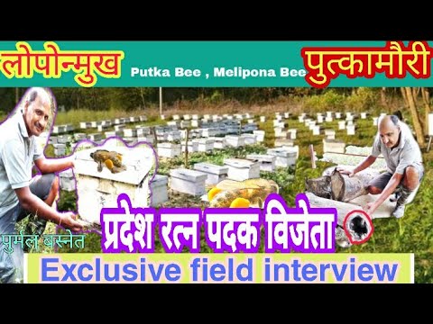 Sting less Bee || Putka honey proection in Nepal || प्रदेश रत्न पदक ...