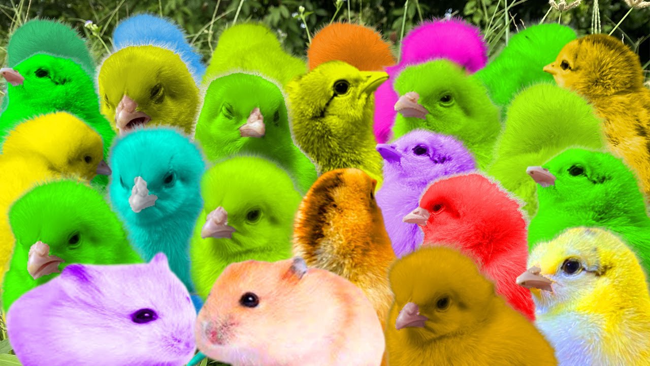 Catch baby chicks colorful and ducks ,rainbow chickens ,colorful ...