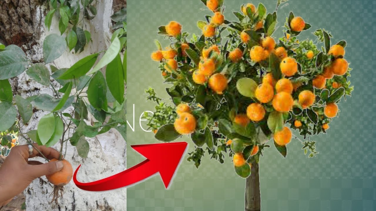 Unique Technic for grafting of Oranges.How to grafting of Oranges ...