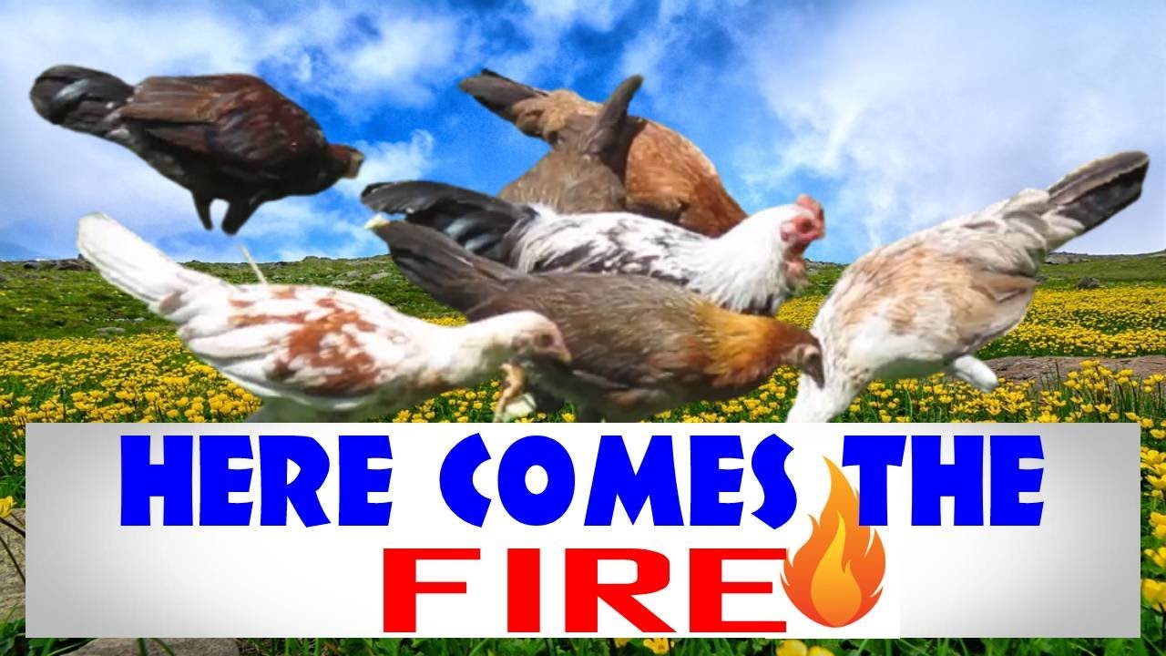 BLUE GAMEFOWL, FROST GREY GAMEFOWL, RED RICHARDSON BUTCHER GAMEFOWL ...