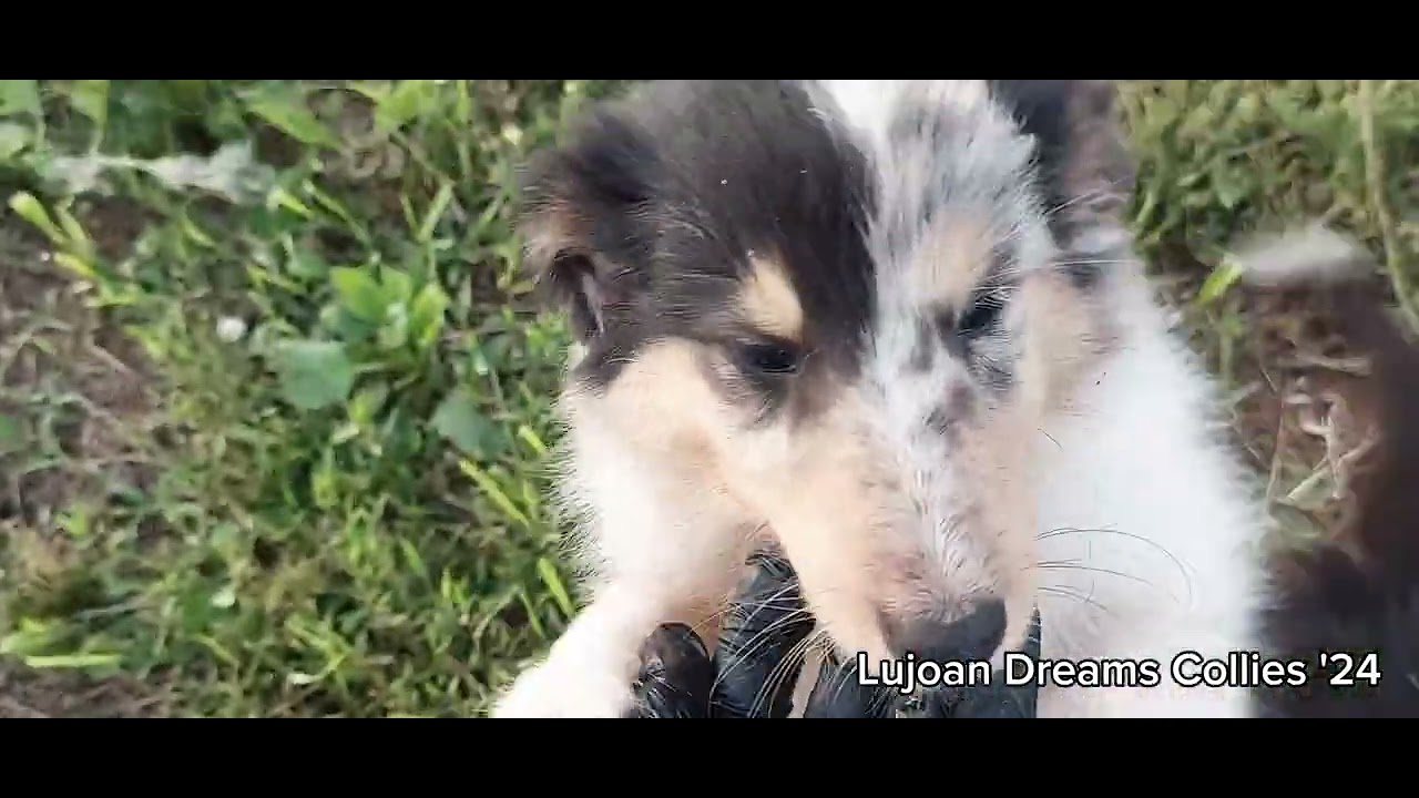 Rough collie puppies 9 weeks old ️ Lujoan Dreams Collies 📩 +38765 933 ...