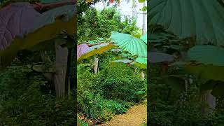 Botanic Gardens | Belfast | Northern Ireland | Things To Do In Belfast | Parks In Belfast