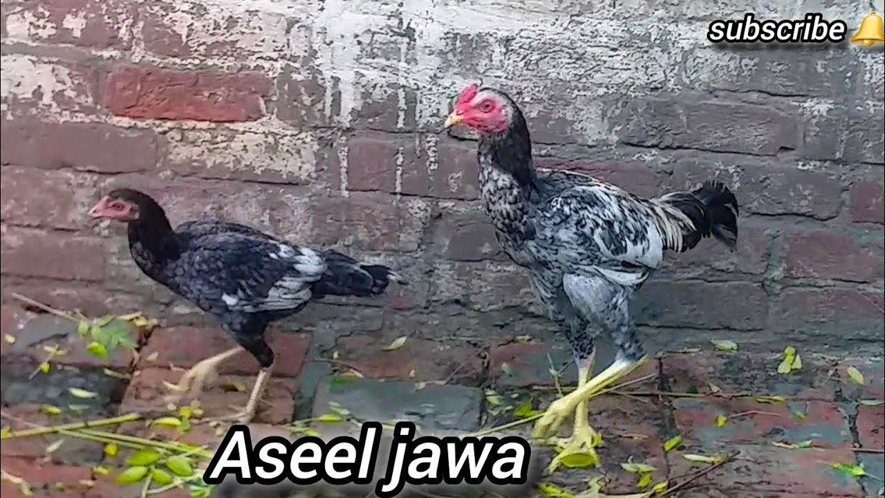 Jaww Aseel Murga 🐓/ Jawa Care in summer / Aseel Murgi #cage #aseelmurga ...