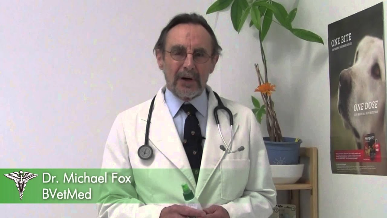 PetzLife Complete Oral Care - Dr. Fox - YouTube