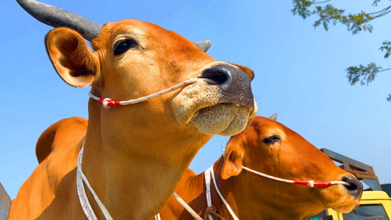 cow videos, cow unloading, cow video, animal, big cow, goru hamba, cow ...