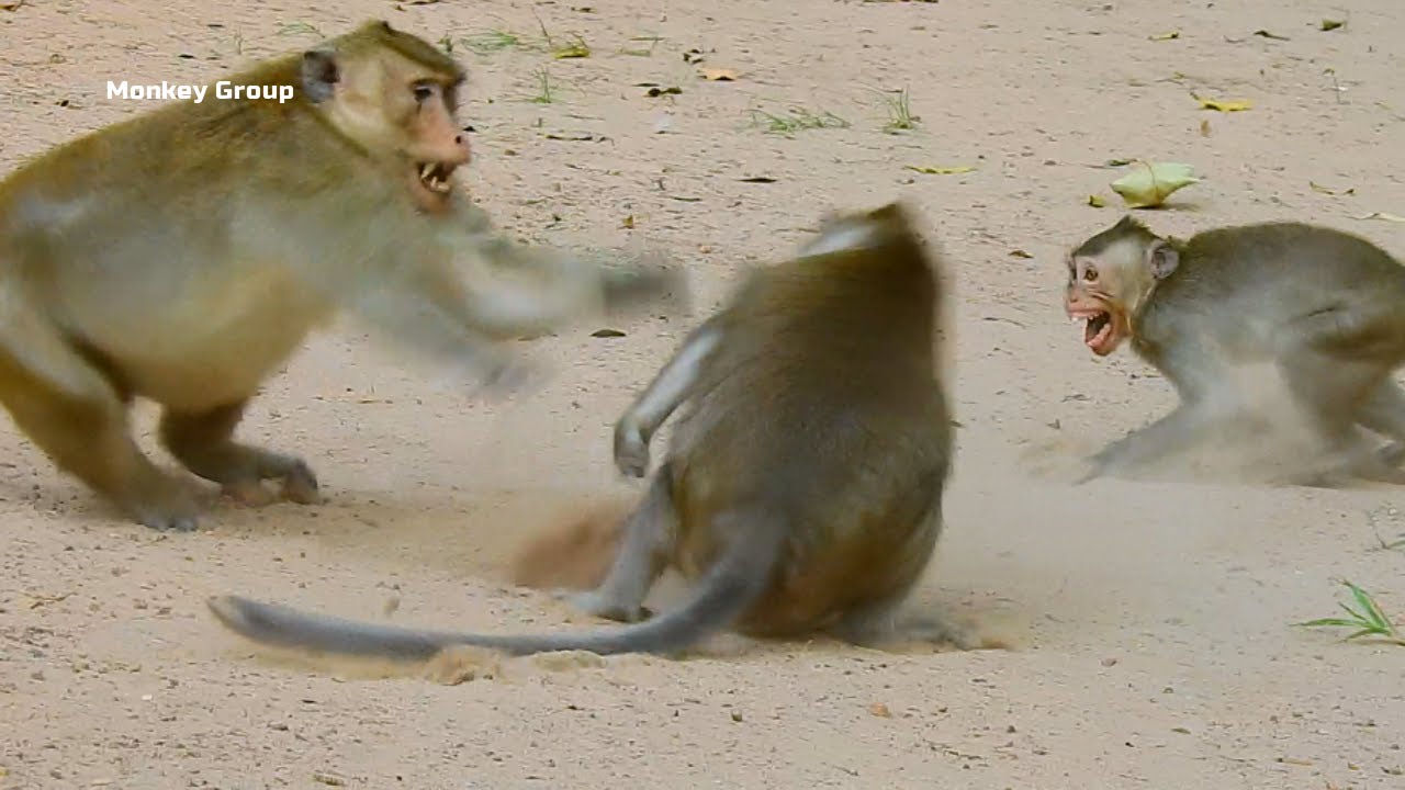 Titus fighting with Anna and Asha seriously, Alba scare so much - YouTube
