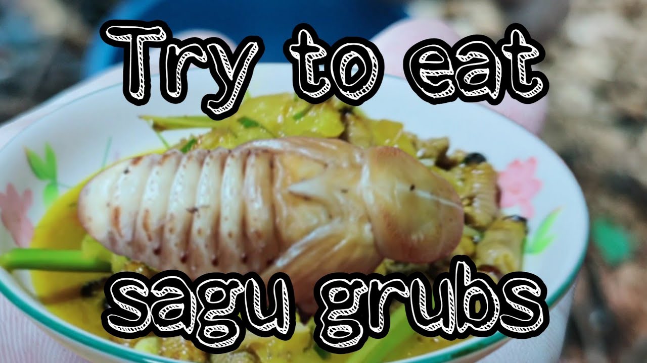 how to find and cocking sagu grubs-try to eat - YouTube