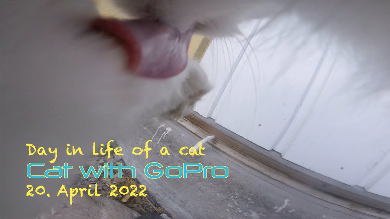 Cat with GoPro searching for mice - YouTube