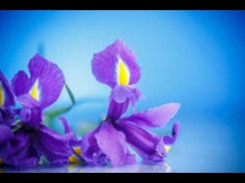whats the flower that symbolizes wisdom - YouTube