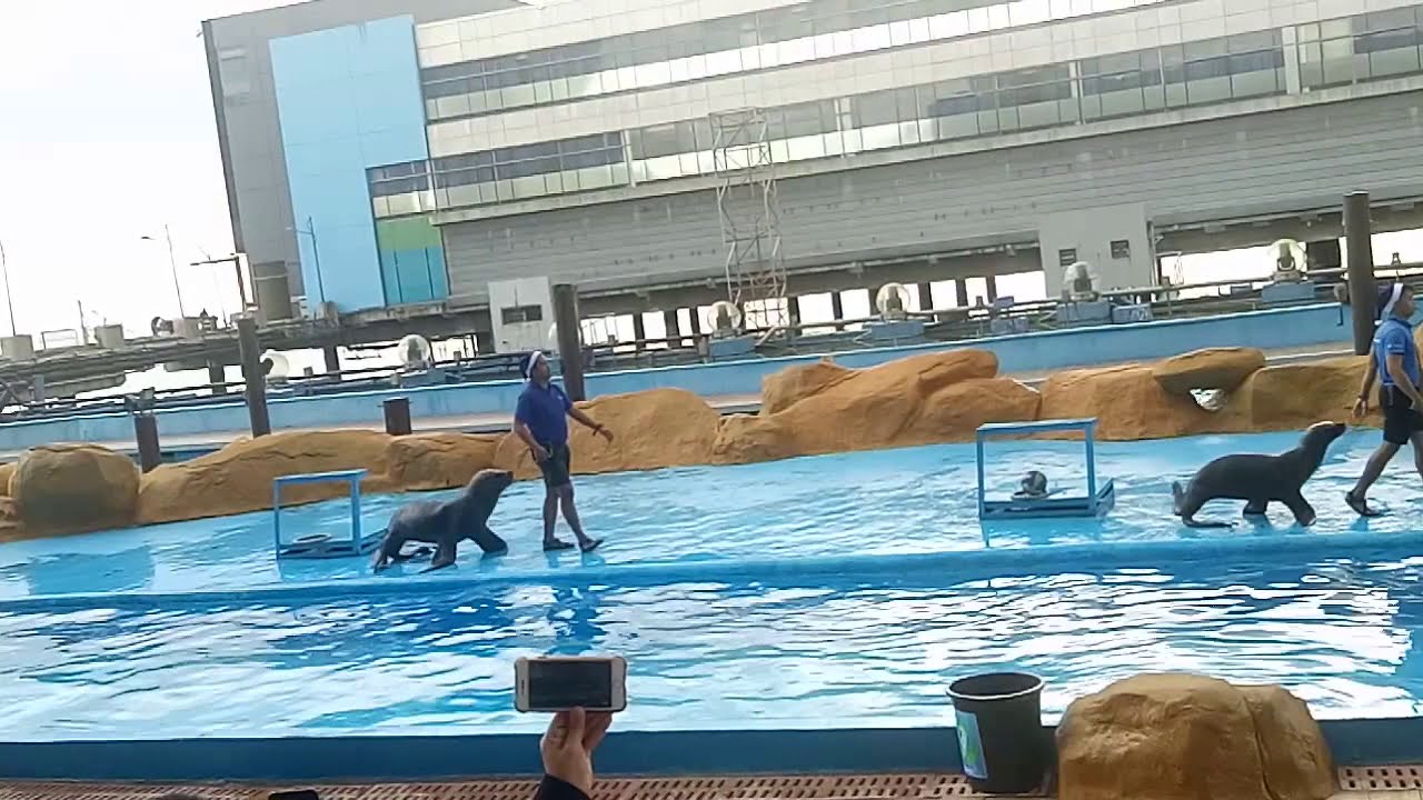 Sea Lion Show - YouTube