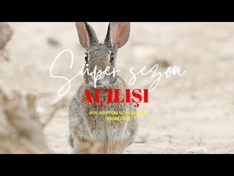⚡ Adrenalini Hisset! Süper Tavşan Avı 2025-2026!