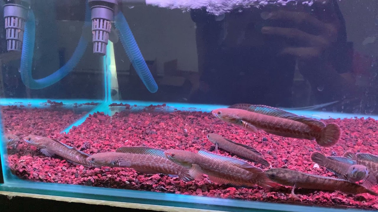Channa Andrao (dwarf snakehead) 奶茶雷龙 blue blue blue ~ - YouTube