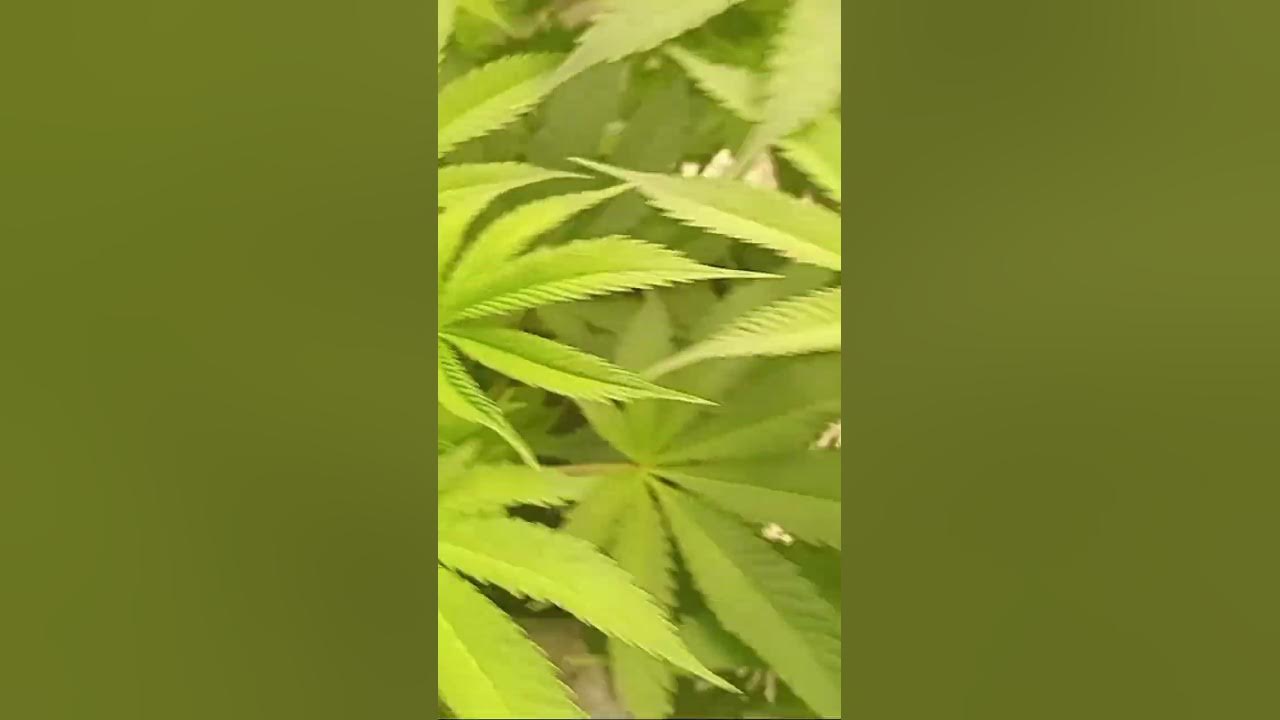 #SOLFIRE GARDENS ......POPPIN BOTTLES......IN HOUSE X TERP HOGZ ZKITTLES Z3 X SLURRICANE 7 - YouTube