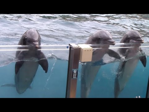 Dolphin Adventures (Full Show) - SeaWorld Orlando - August 13, 2021 ...