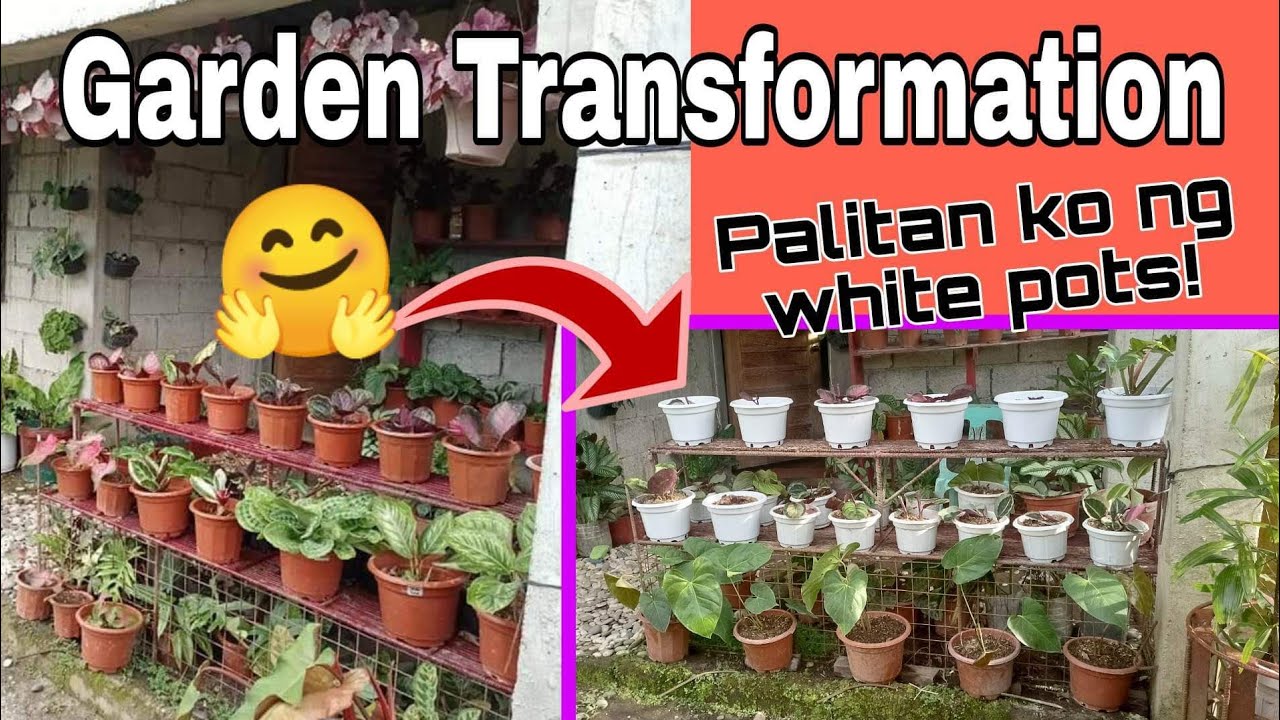 Garden Transformation. White pots na ang gusto ko. #garden ideas ...