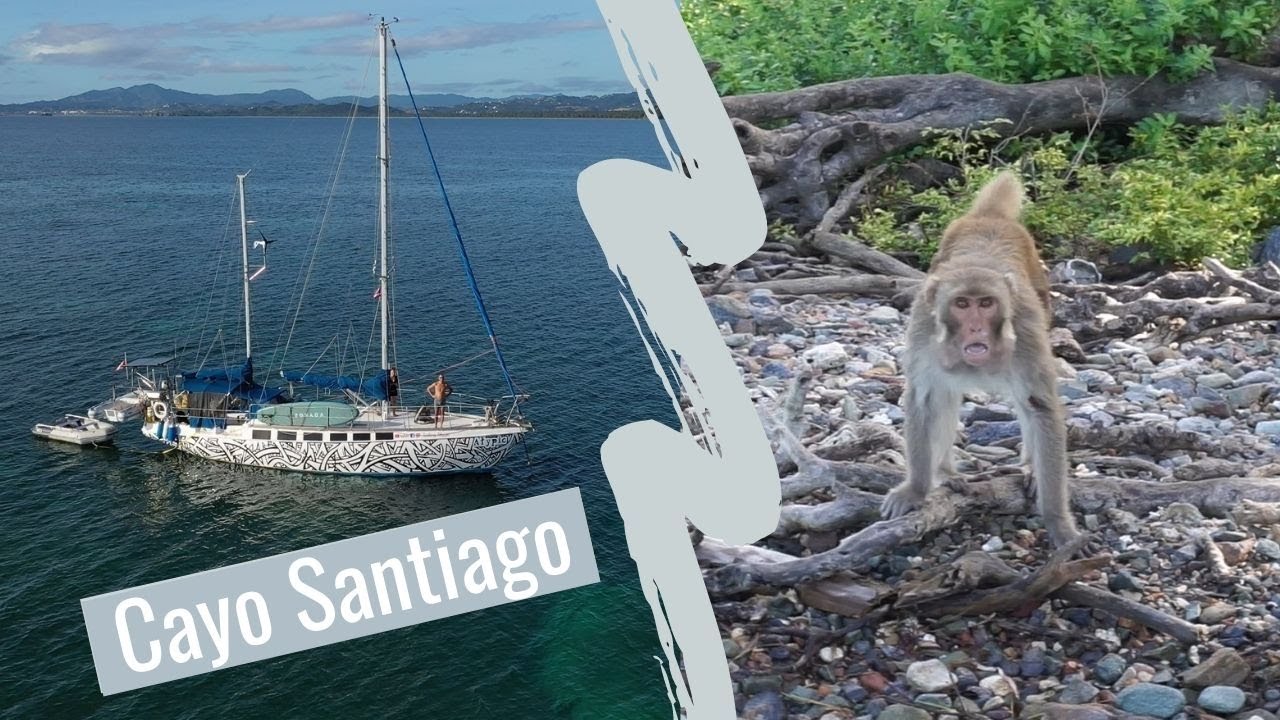 Des SINGES en VOILIER !?! / Sailing Atypic S2 • E9 - YouTube
