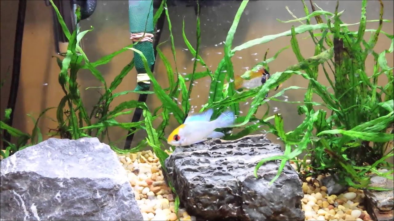 German Ram parents and baby Rams - YouTube
