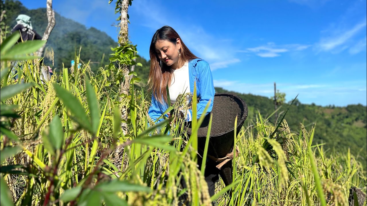 A Documentary Film on Traditional Jhum Paddy Harvesting by Lotha Naga ...