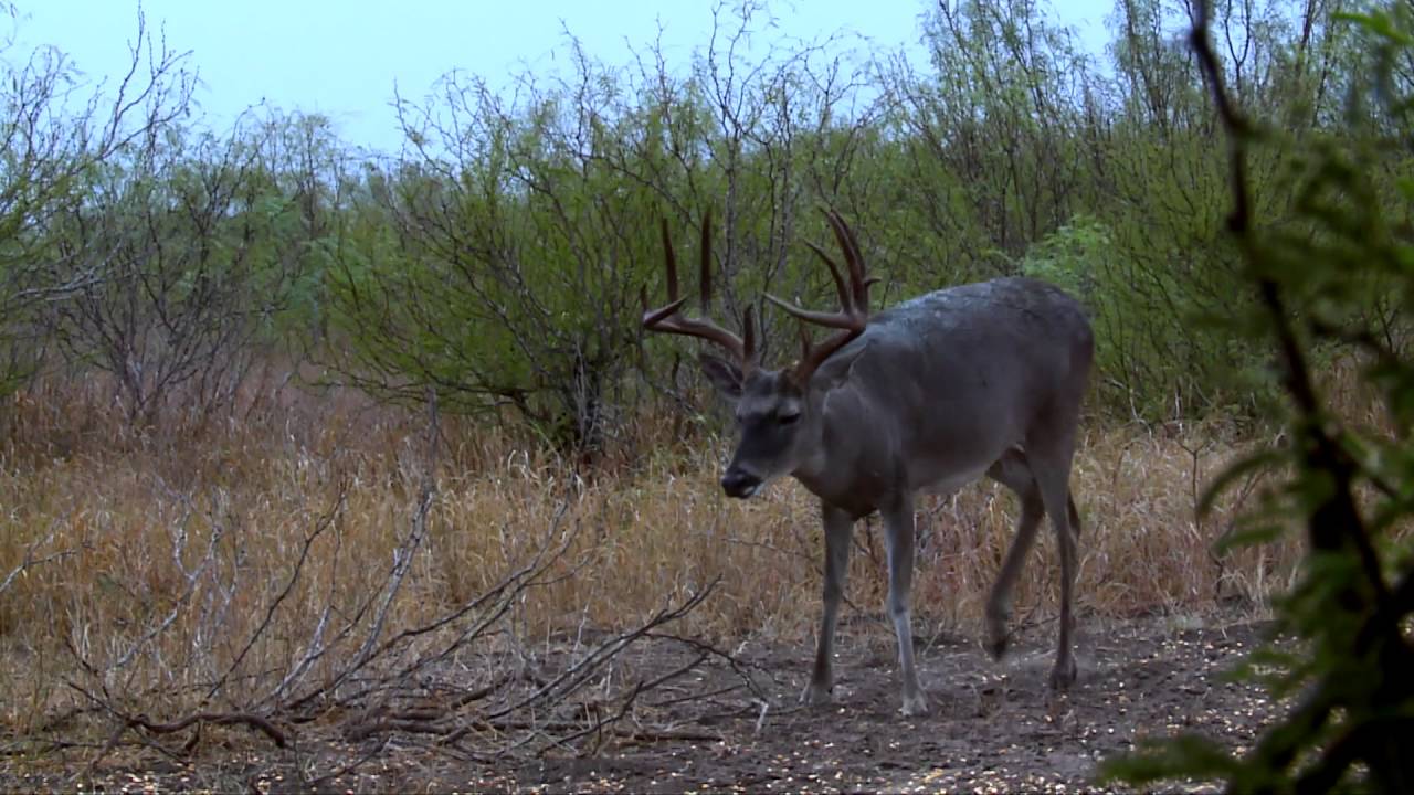 Live 2 Hunt with Cody Robbins - Texas - Outdoor Channel - YouTube